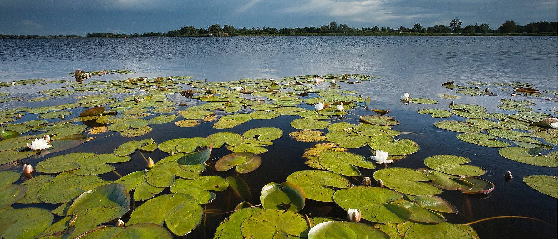 Met Natuurmonumenten in gesprek over klimaatbuffers - WELEDA