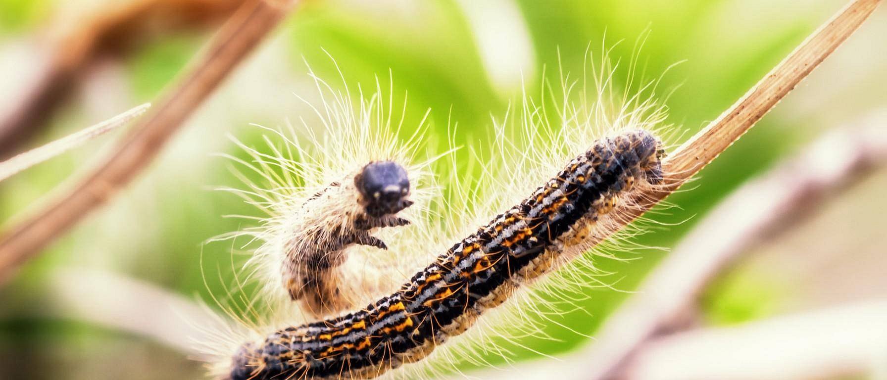 Jeuk en uitslag door de eikenprocessierups verminde - WELEDA