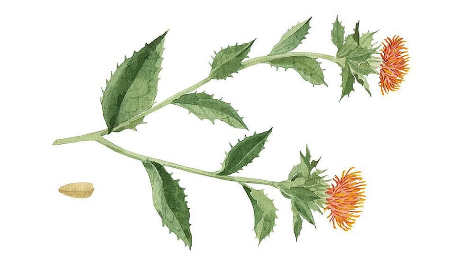 Carthamus Tinctorius (Safflower) Seed Oil - WELEDA
