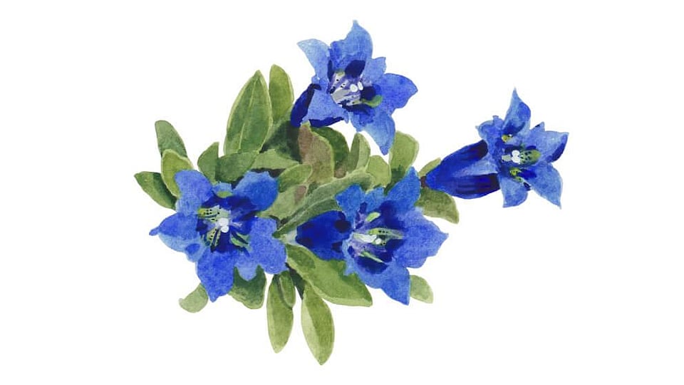 Gentiana Acaulis Flower/Leaf Extract - WELEDA