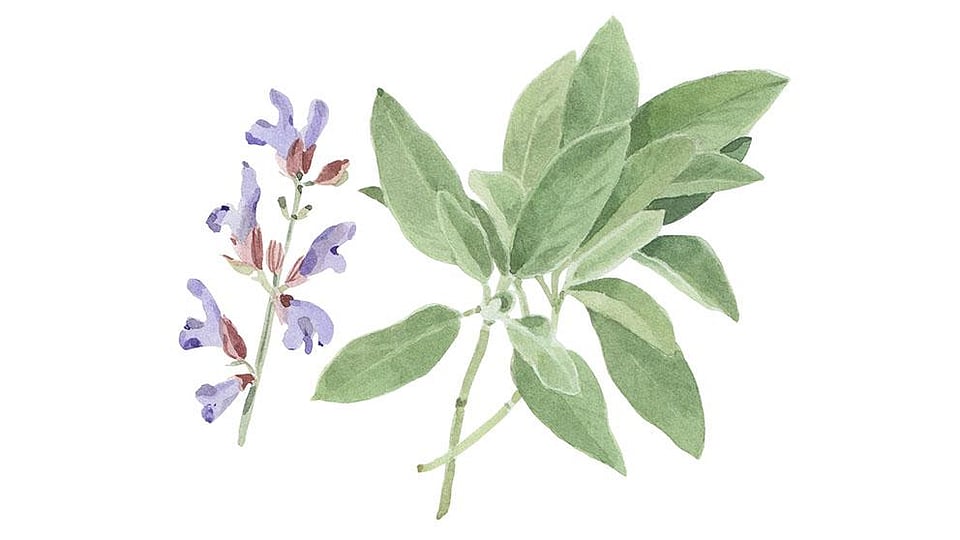 Salvia Officinalis (Sage) Oil - WELEDA